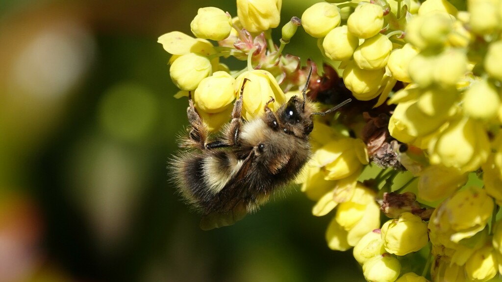 Sitka Bumble Bee from Nanaimo, BC, Canada on March 26, 2024 at 12:30 PM ...