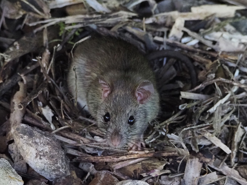 Black Rat in March 2024 by James Maughn · iNaturalist
