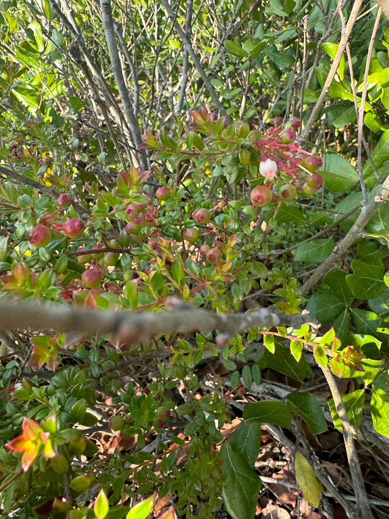 Shiny blueberry from Cedar Key on March 26, 2024 at 05:22 PM by ...