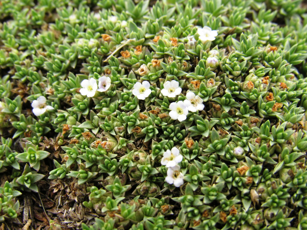 Junellia minima from Reserva Nacional Pampa Galeras Bárbara D'Achille ...
