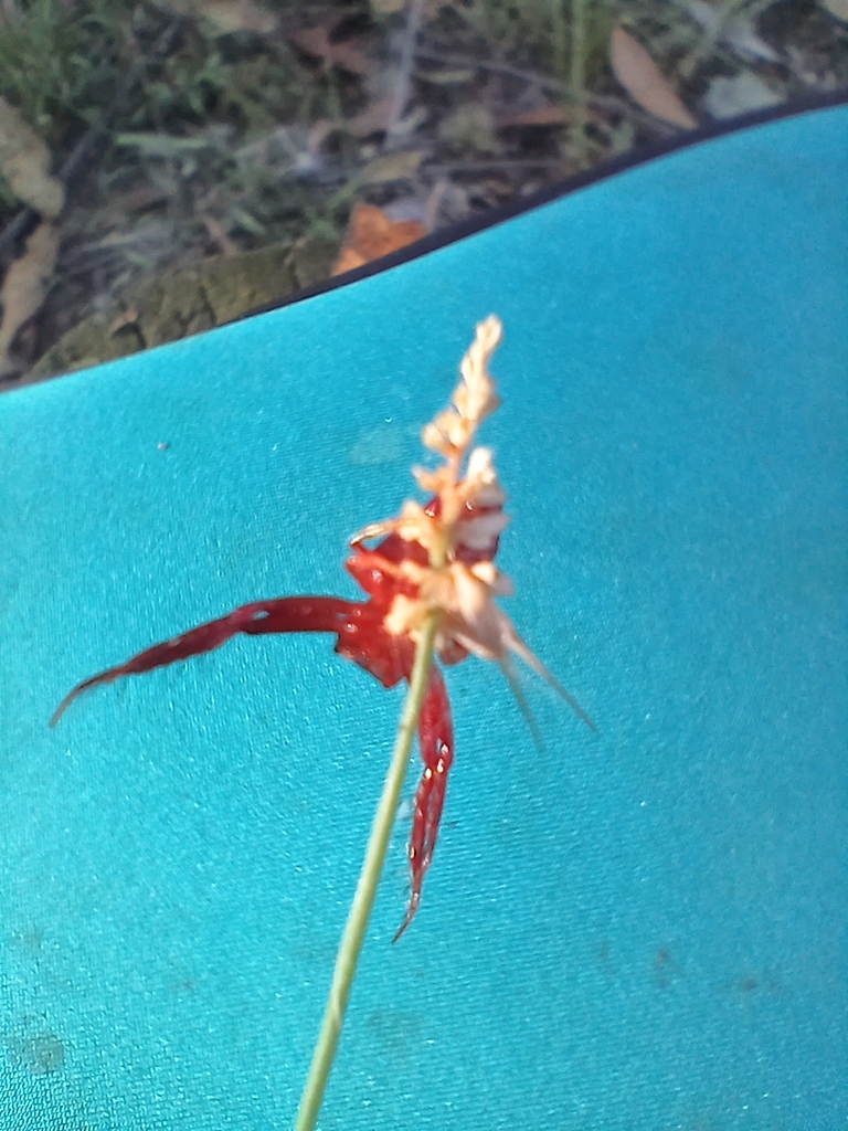 Walckenaer's Studded Triangular Spider from Wallacia NSW 2745 ...