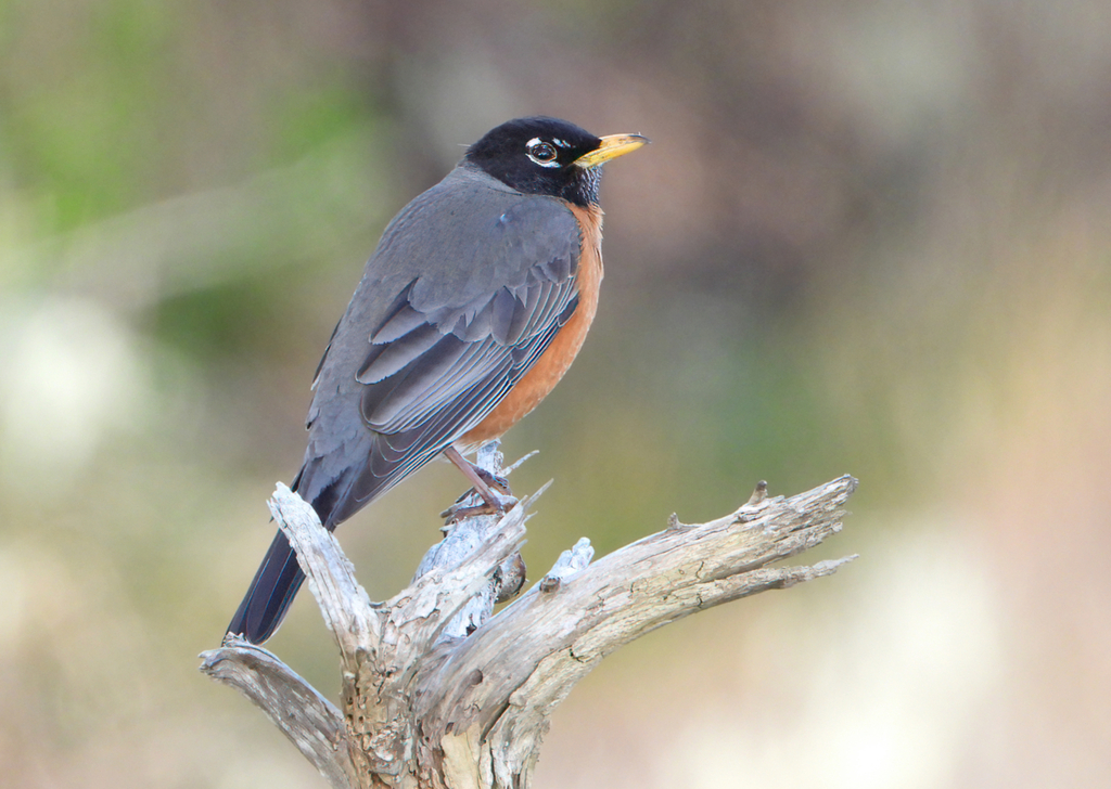 American Robin from Fort to Sea Trail near Camp Rilea on March 26, 2024 ...