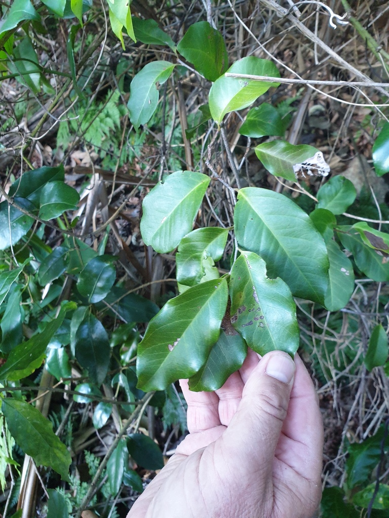 Embelia from Peak Crossing QLD 4306, Australia on June 5, 2020 at 10:24 ...