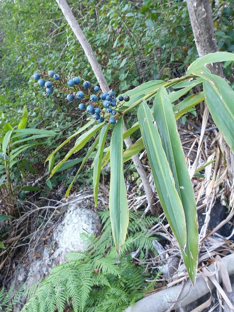 Native Ginger from Peak Crossing QLD 4306, Australia on June 5, 2020 at ...
