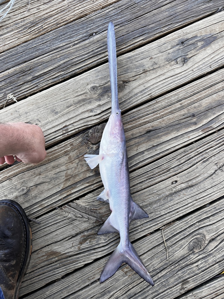 American Paddlefish from Alberta, Alberta, AL, US on March 19, 2024 at ...