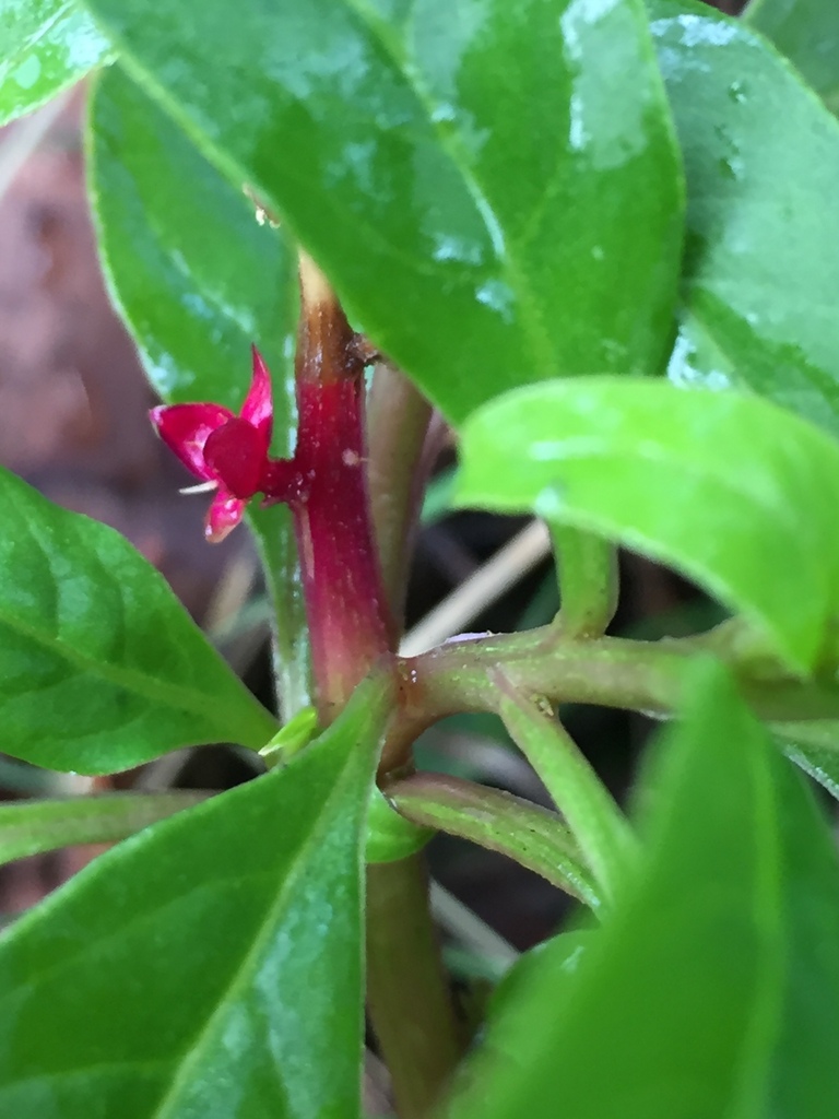 Inkweed from Coomba Park NSW 2428, Australia on July 11, 2021 at 10:07 ...