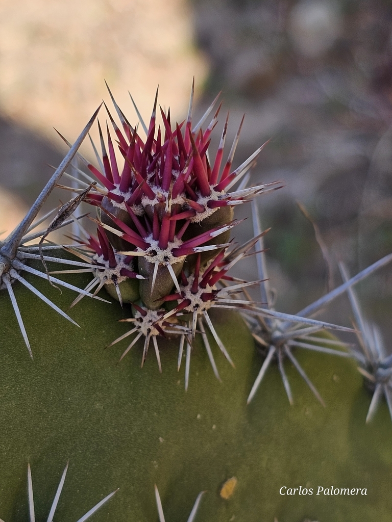 Octopus Cactus in March 2024 by Carlos Palomera · iNaturalist