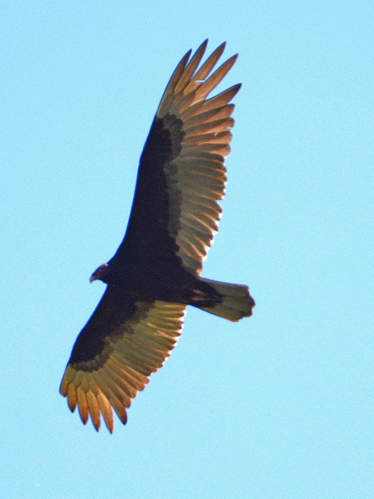 Turkey Vulture from Kerr County, TX, USA on April 25, 2019 at 11:26 AM ...