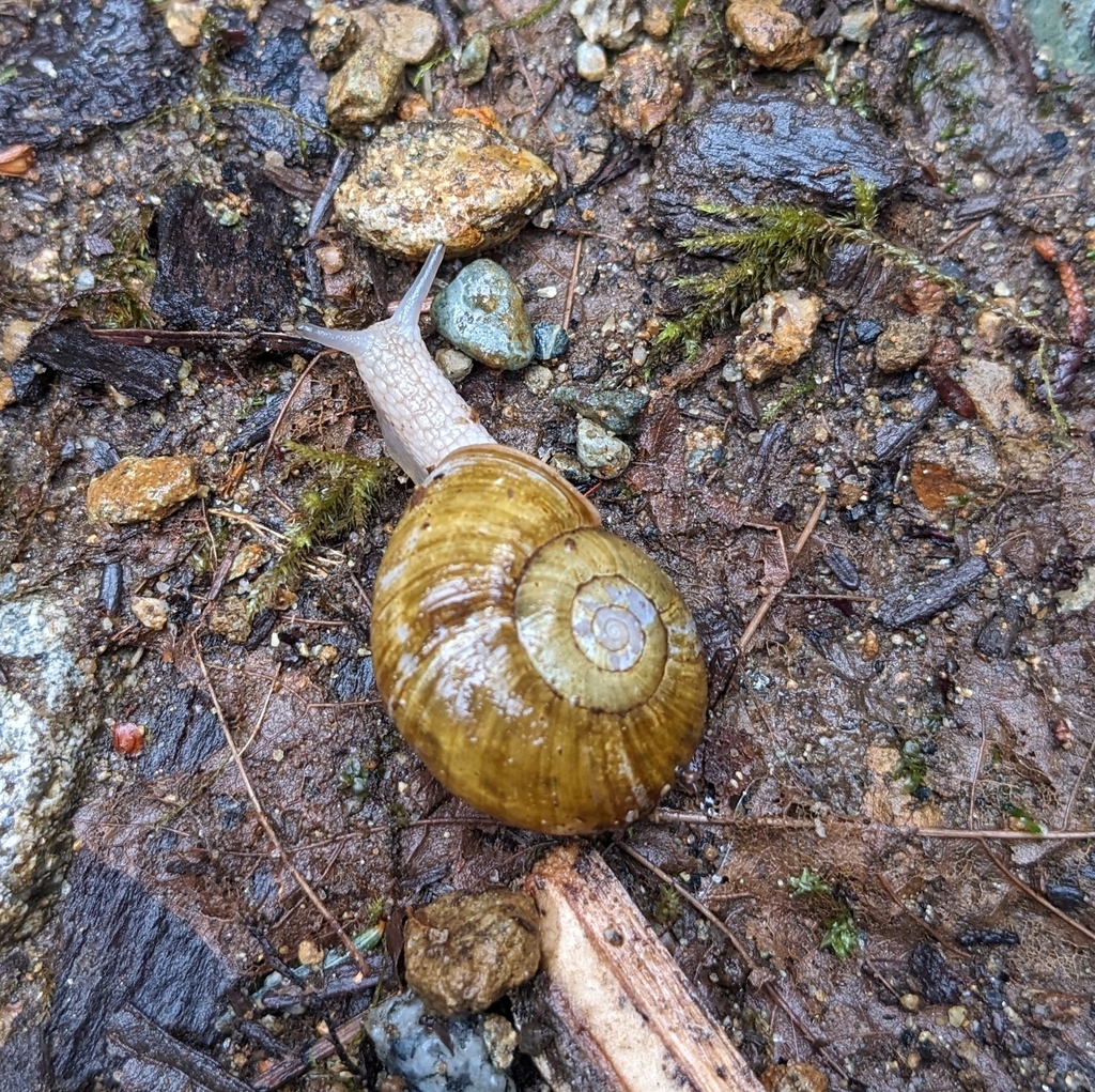 Robust Lancetooth Snail from Burnaby Mountain on March 26, 2024 at 10: ...