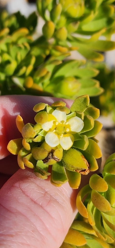 Baycedar from Little Harbour, The Bahamas on March 26, 2024 at 04:02 PM ...
