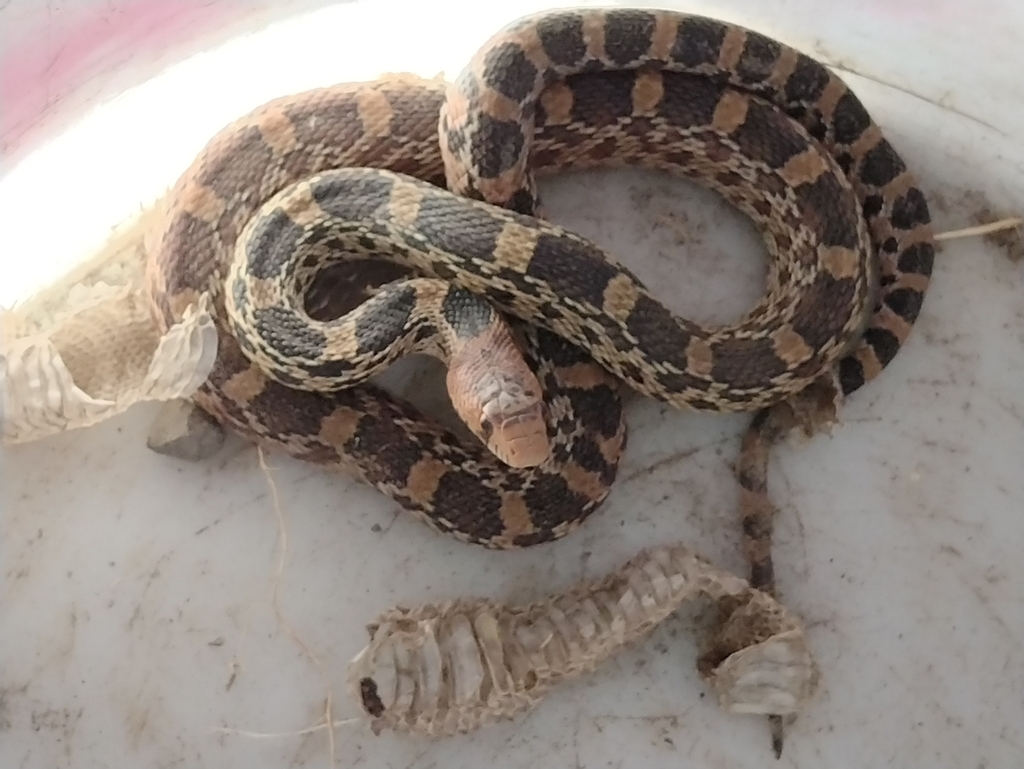Mexican Bull Snake from Distrito Federal, MX on February 12, 2024 at 04 ...