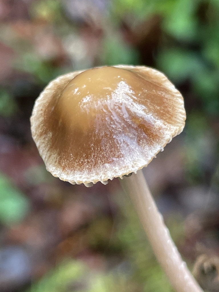 rootlet brittlestem from 180th Pl SE, Snohomish, WA, US on March 26 ...