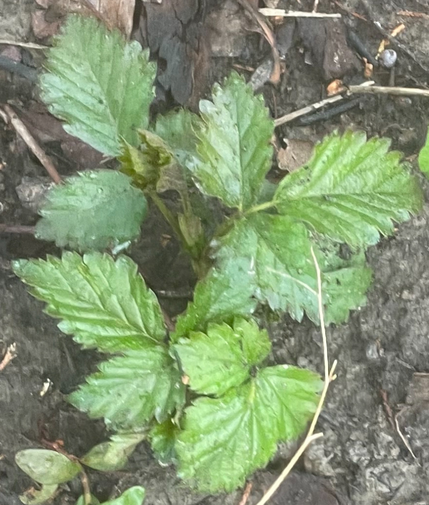 southern dewberry from Forest Service Road 900, Alvord, TX, US on March ...
