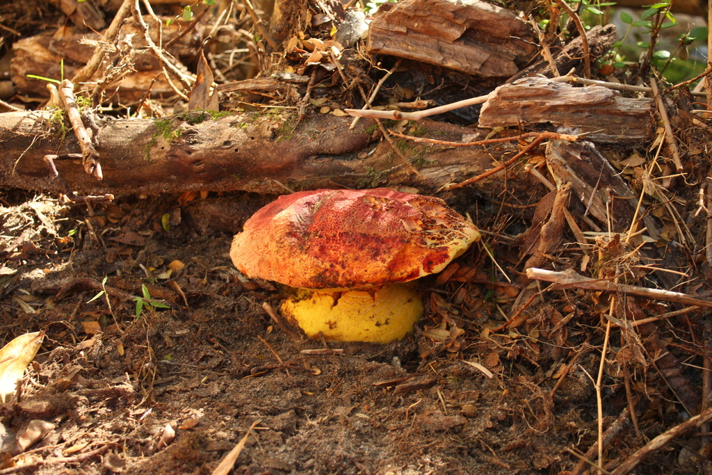 Butyriboletus loyo in March 2024 by Chris Valdés · iNaturalist