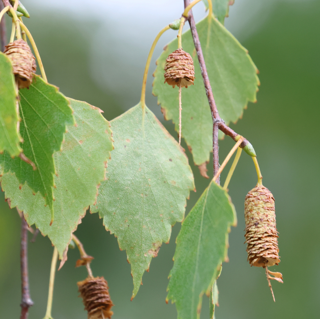 silver birch from Pukaki 7999, New Zealand on February 16, 2024 at 10: ...