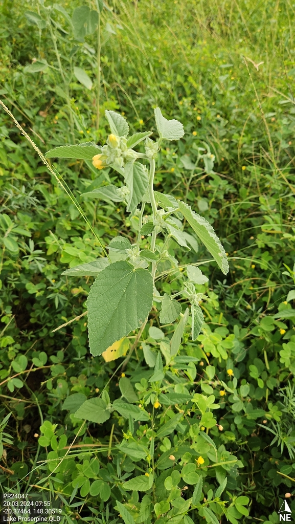 flannel weed from Lake Proserpine QLD 4800, Australia on March 20, 2024 ...