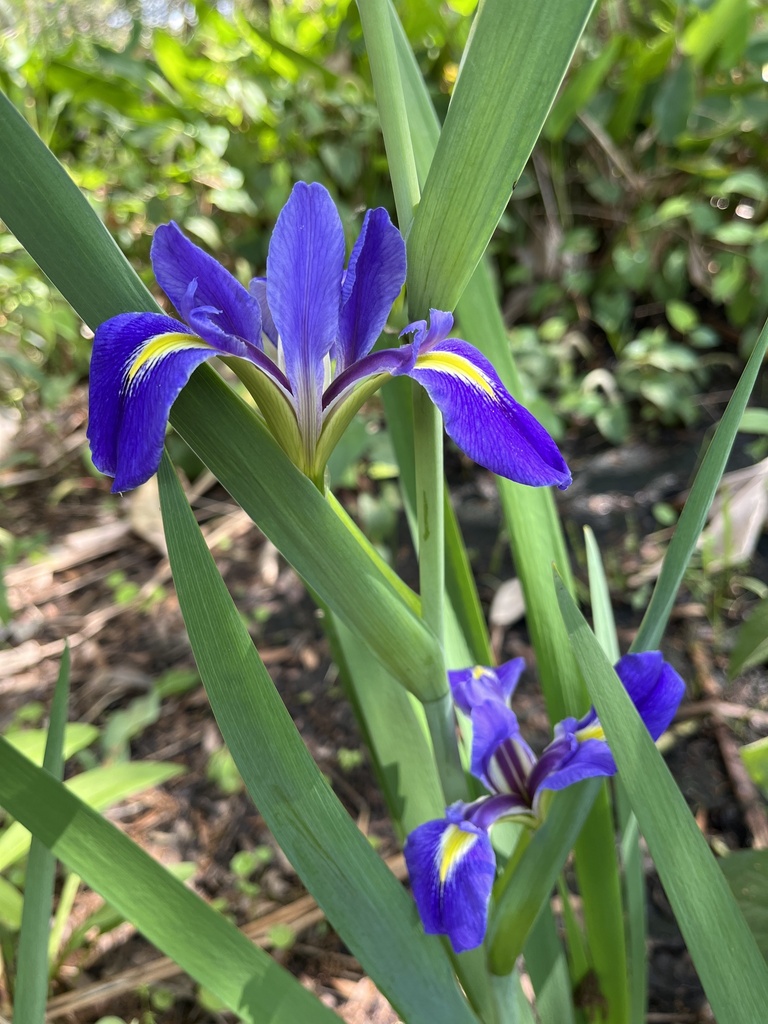 Prairie Iris from 70th Dr E, Sarasota, FL, US on March 21, 2024 at 03: ...