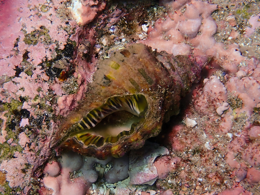 Giant Hairy Triton Snail from Shoalhaven, NSW, Australia on March 25 ...