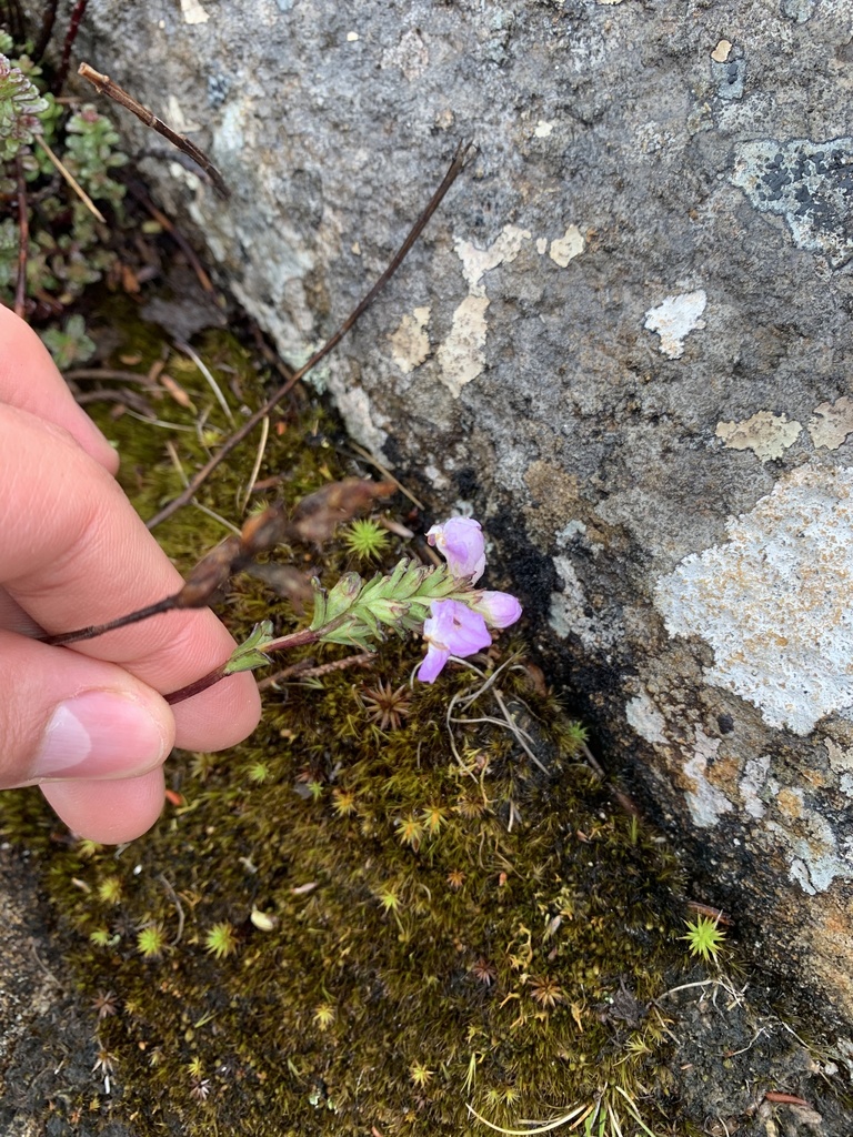 purple eyebright from Tasmania, Lower Longley, TAS, AU on March 26 ...
