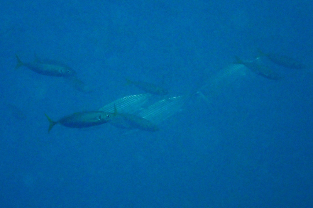Australian Bonito from Shoalhaven, NSW, Australia on March 25, 2024 at ...