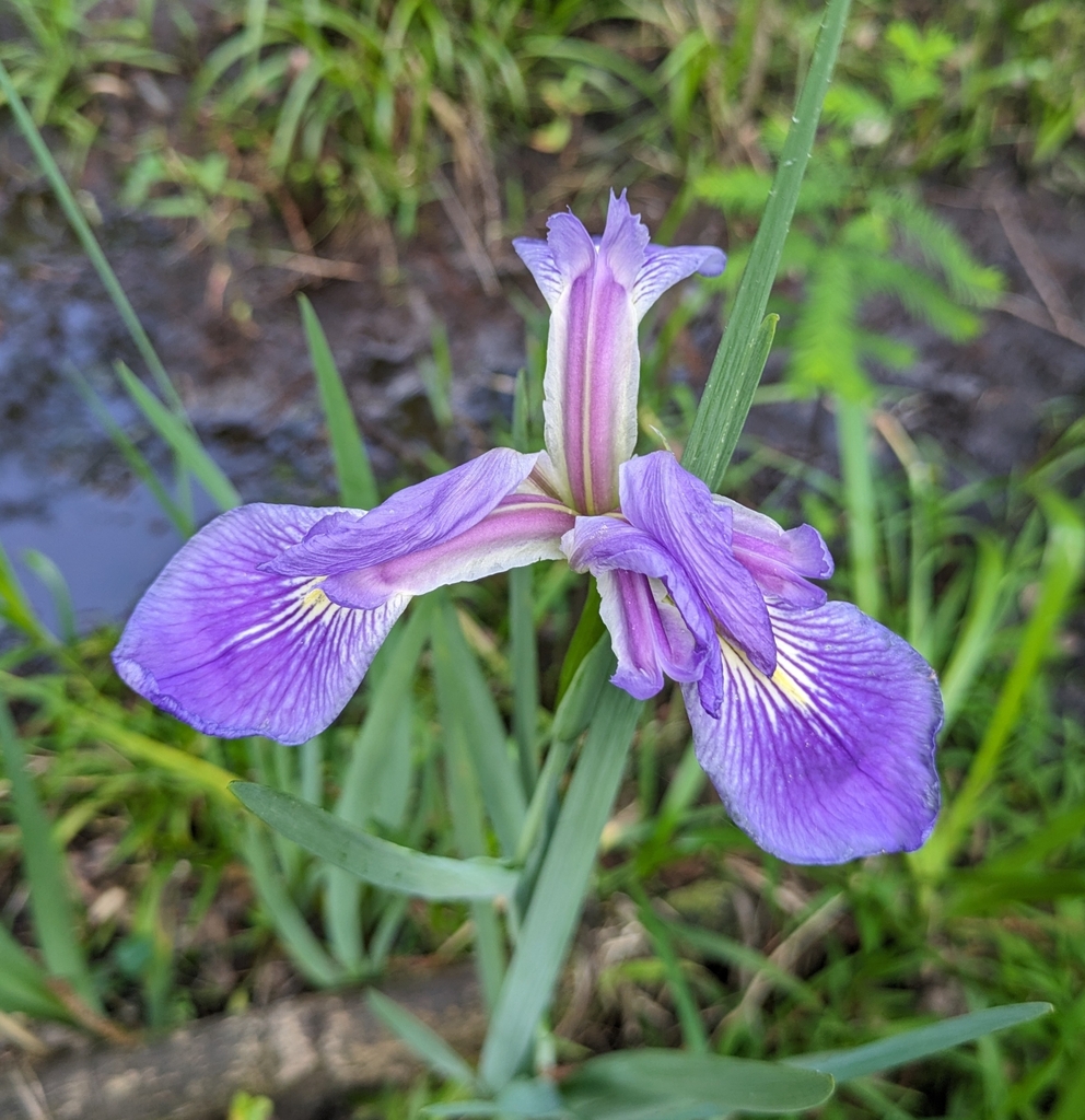 Prairie Iris from Venus, FL 33960, USA on March 26, 2024 at 01:13 PM by ...