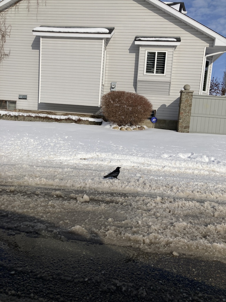American Crow from Douglasdale, Calgary, AB T2Z, Canada on March 26 ...