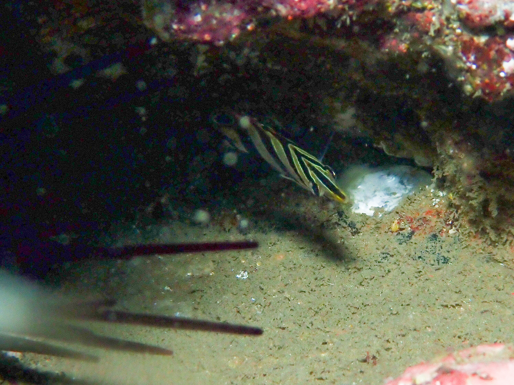 Eastern Talma from Shoalhaven, NSW, Australia on March 22, 2024 at 09: ...