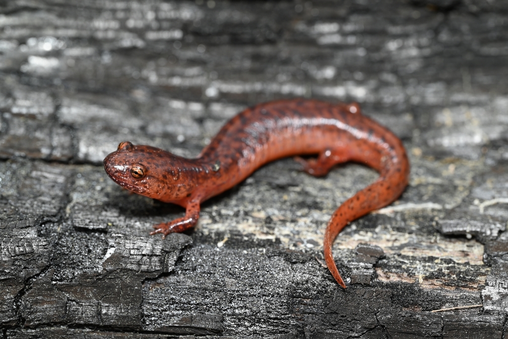 Red Salamander in March 2024 by Kevin Smith · iNaturalist