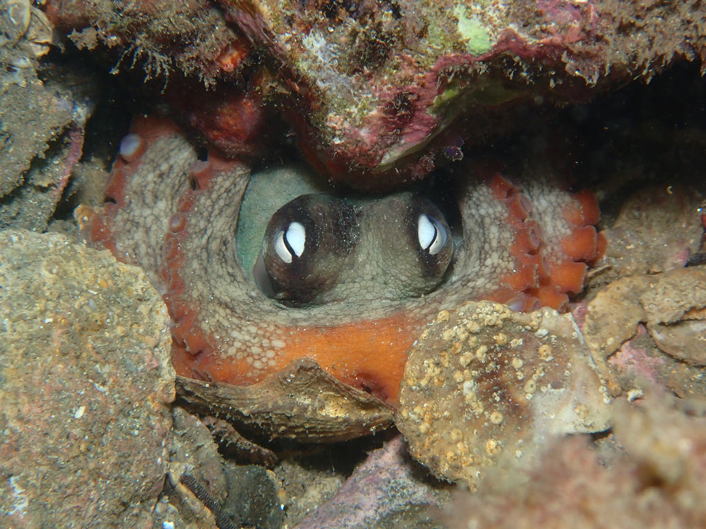 Common Sydney Octopus from Shoalhaven, NSW, Australia on March 22, 2024 ...