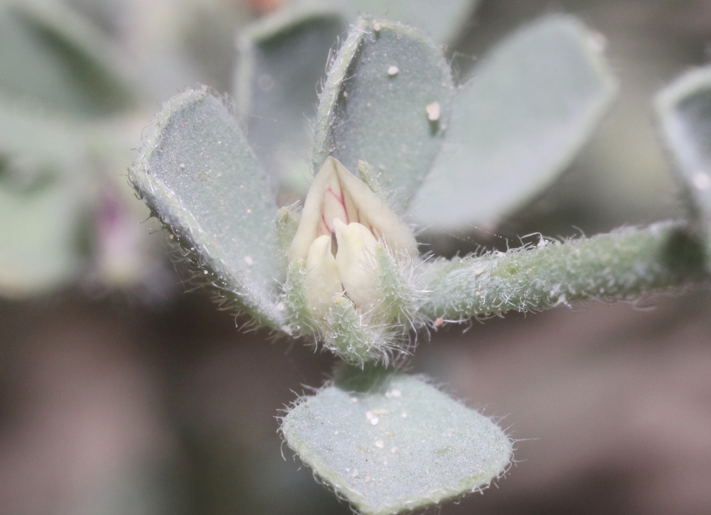 (Lotus garcinii) - Botanical Realm