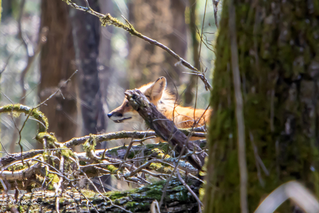 Eastern American Red Fox from Lincoln County, TN, USA on March 23, 2024 ...