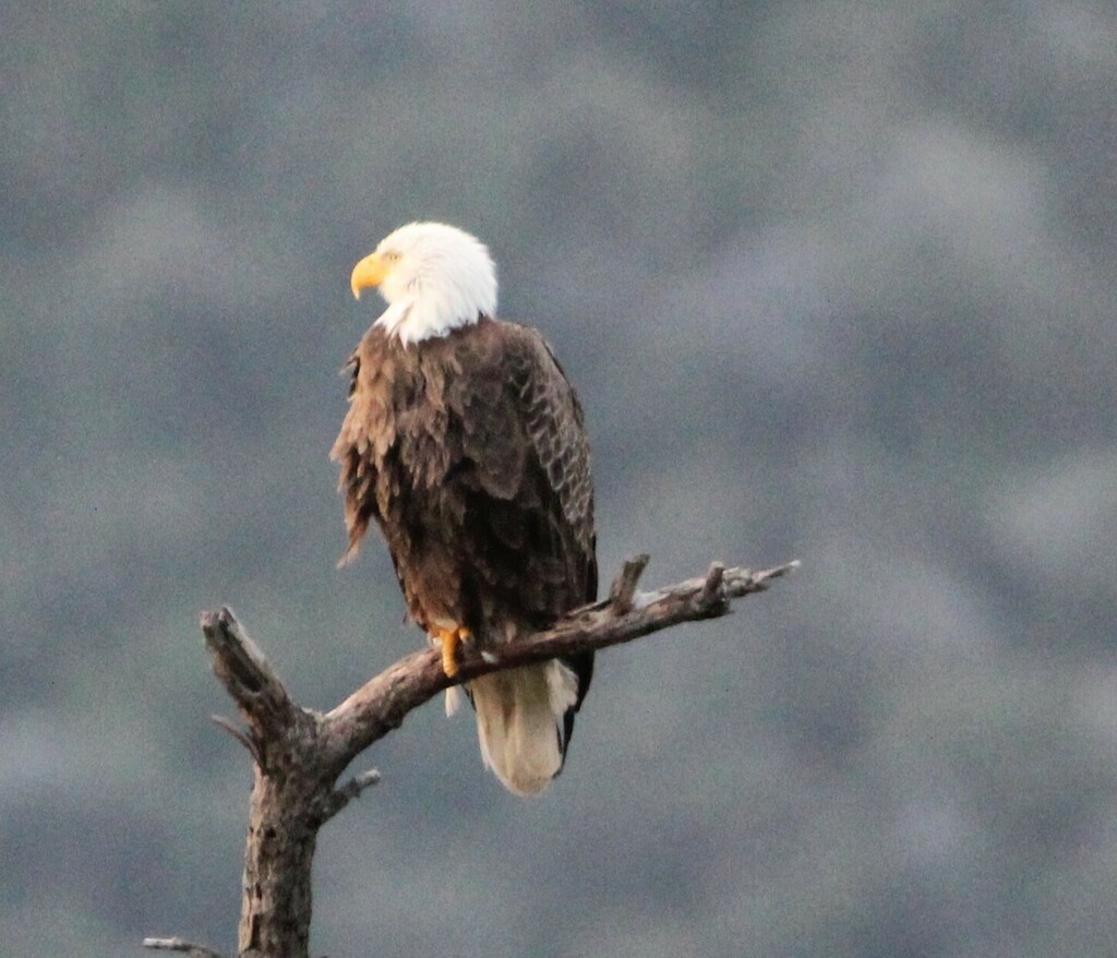 Bald Eagle from Azusa Nest on March 26, 2024 at 06:11 AM by Dave ...