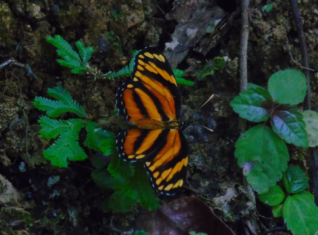 Mariposa tigresa (Polinizadores diurnos del Jardín Botánico Francisco ...