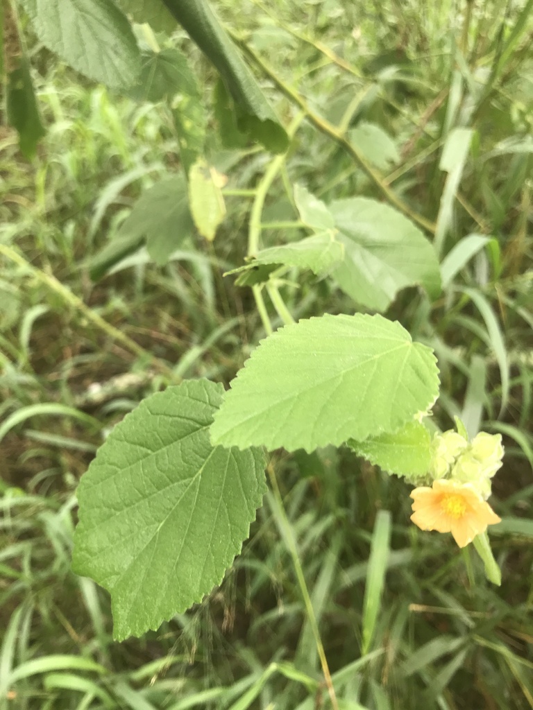 flannel weed from Bloomfield Esplanade, South MacLean, QLD, AU on March ...