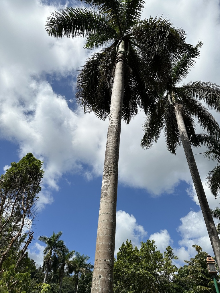 Jamaican Royal Palm from Jamaica, Ocho Rios, Middlesex County, JM on ...