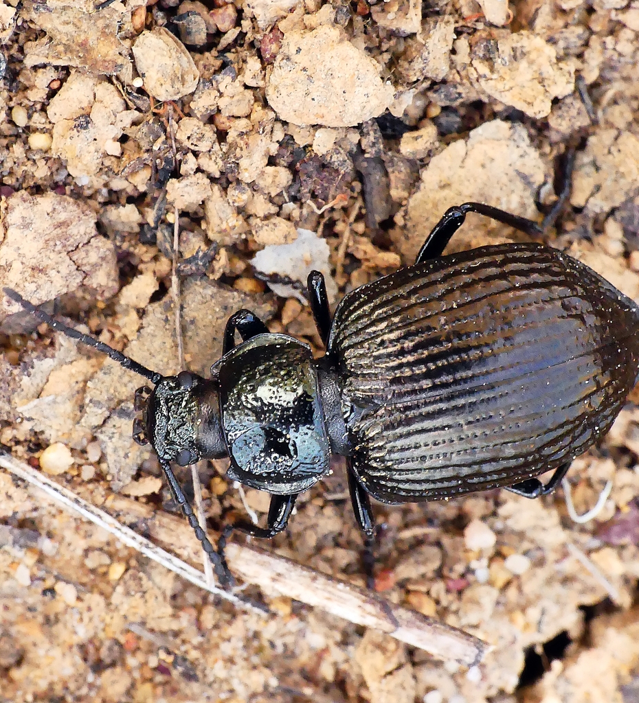 Adelium from Belair SA 5052, Australia on March 27, 2024 at 09:51 AM by ...