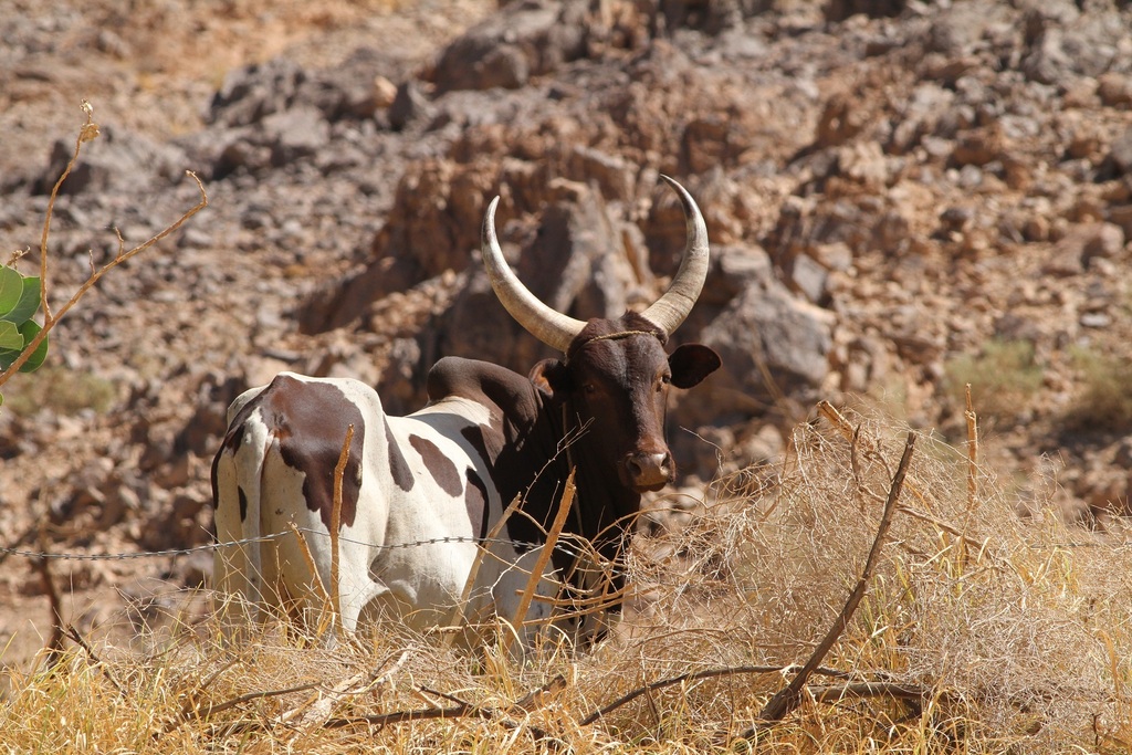 Taurine × Indicine Cattle in September 2019 by Karim Haddad · iNaturalist