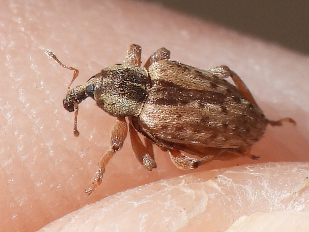 Alfalfa Weevil from Northwest Dallas, Dallas, TX, USA on March 26, 2024 ...