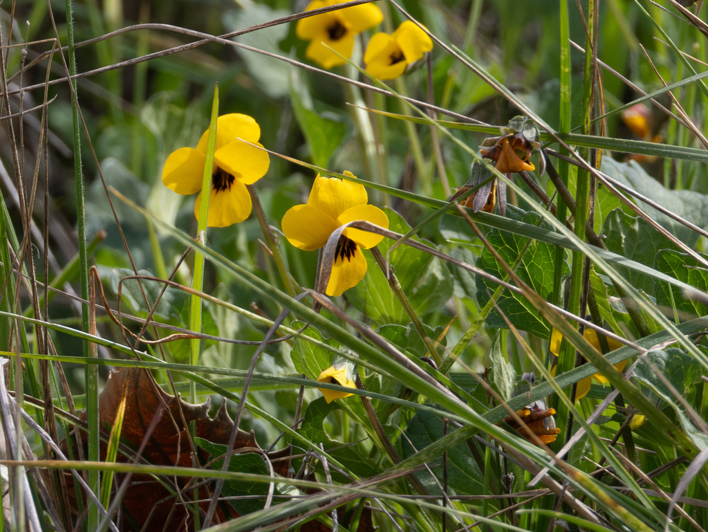 California Golden Violet from San Diego, CA, USA on March 25, 2024 at ...