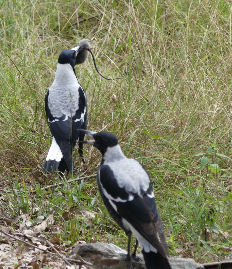 Australian Magpie in March 2024 by matthewlh. With mouse prey · iNaturalist