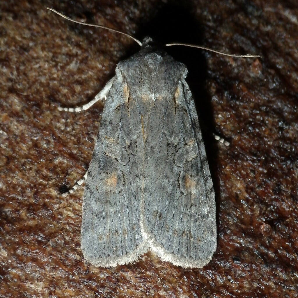 Ashen Pinion from Fitzgerald Rd, Burdett, NY 14818, USA on March 26 ...