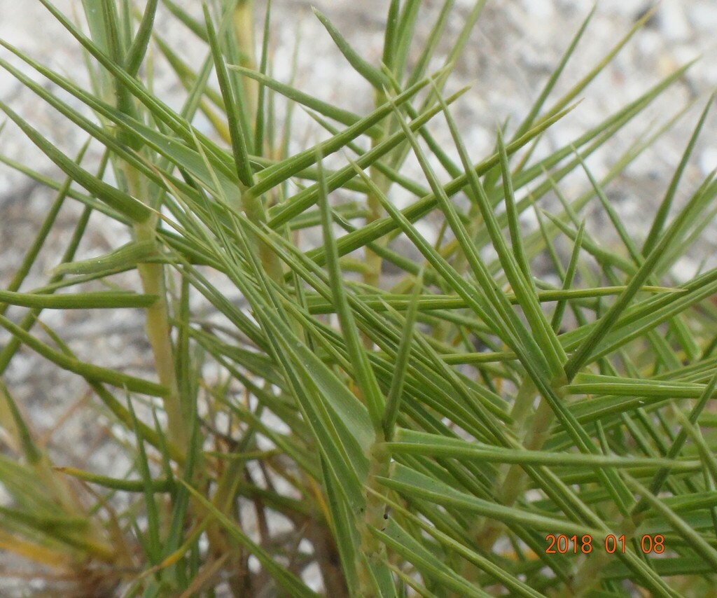 Australian Salt-grass from Avalon VIC 3212, Australia on January 8 ...