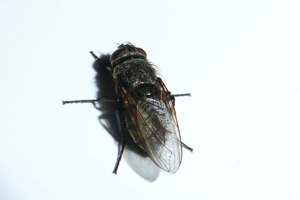 Cluster Flies from Waikouaiti, New Zealand on March 16, 2024 at 09:09 ...
