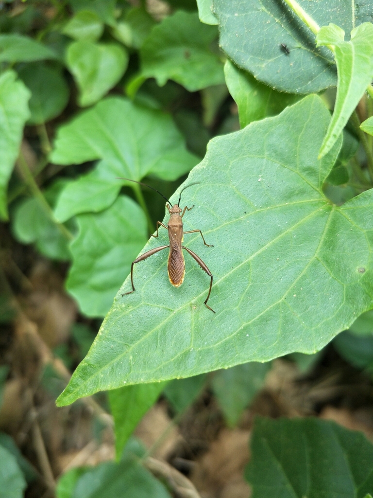 Riptortus linearis from 823台灣高雄市田寮區 on April 27, 2019 at 10:01 AM by ...