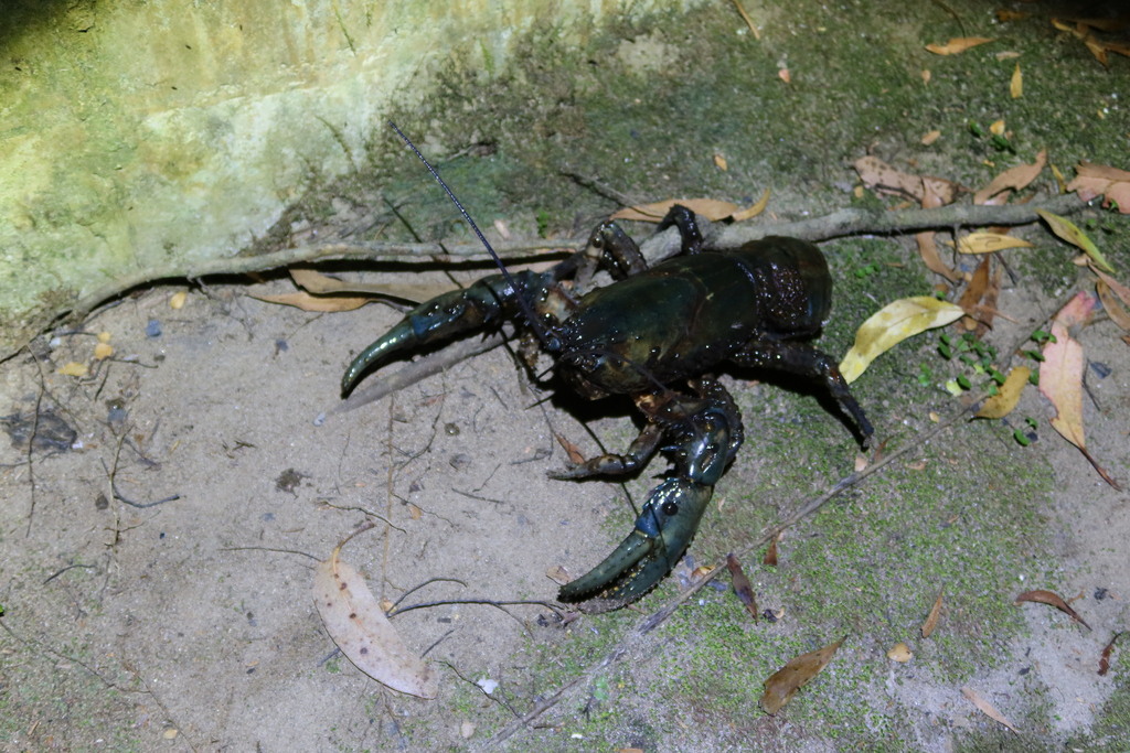 Giant Freshwater Crayfish from West Coast TAS 7321, Australia on ...