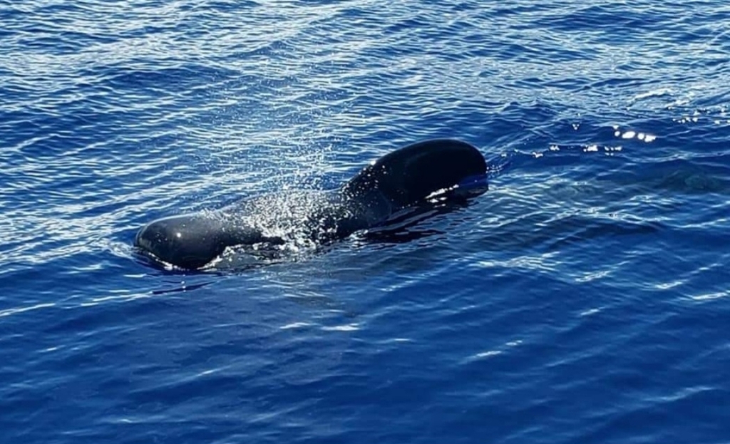Short-finned Pilot Whale from United States on March 26, 2024 at 08:52 ...