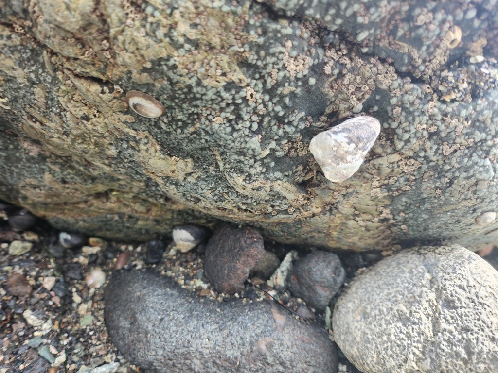 Mask Limpet from Dana Point, CA, USA on March 24, 2024 at 02:30 PM by ...