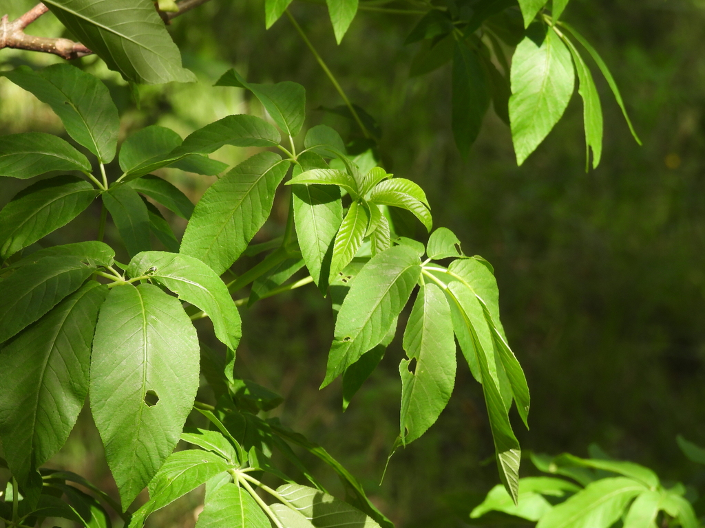 California buckeye from Indian Valley Preserve, Novato, CA 94949, USA ...