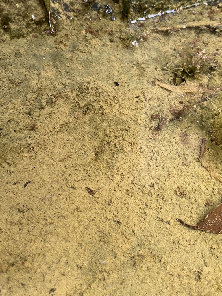 Notonecta montandoni in March 2024 by chouenyu · iNaturalist