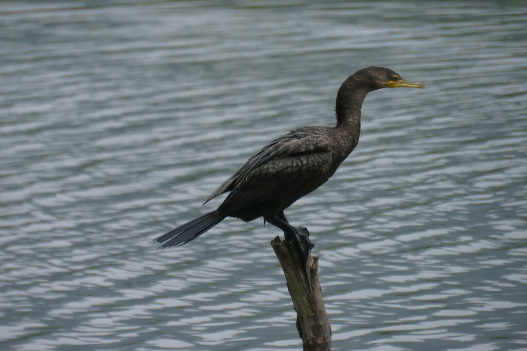 Neotropic Cormorant from Laguna del Porvenir, Córdoba, Ver., México on ...